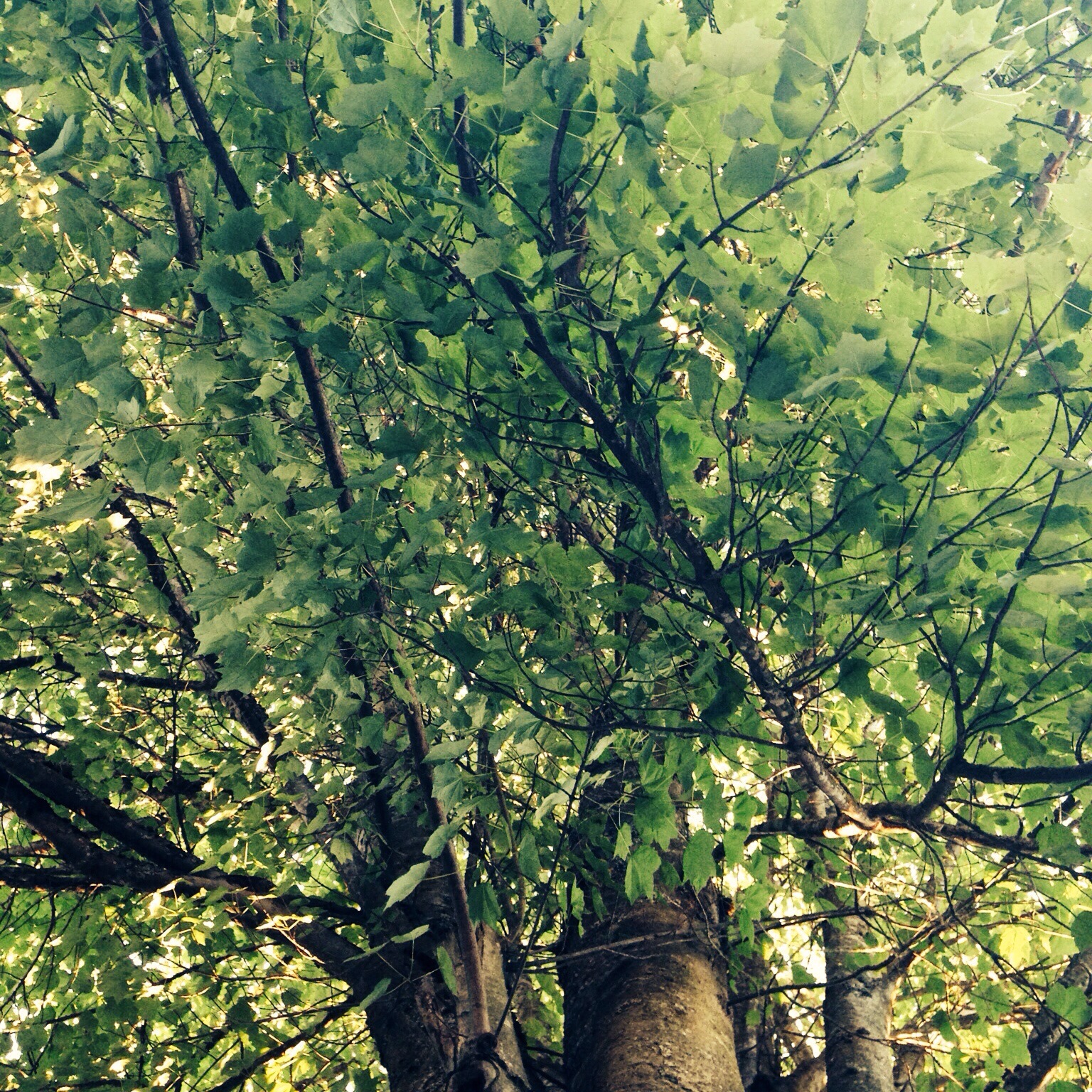 Trees – ORA ET DECORA